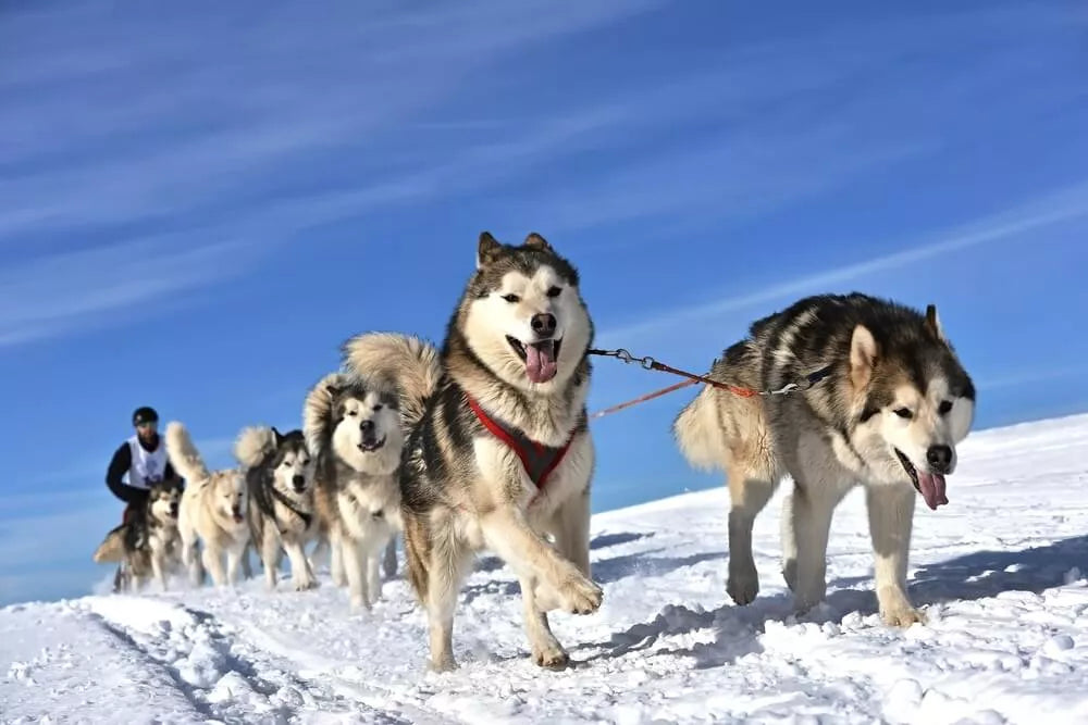The Perfect List Of Working Dog Names Timberwolfpet The Perfect List Of Working Dog Names Timberwolfpet
