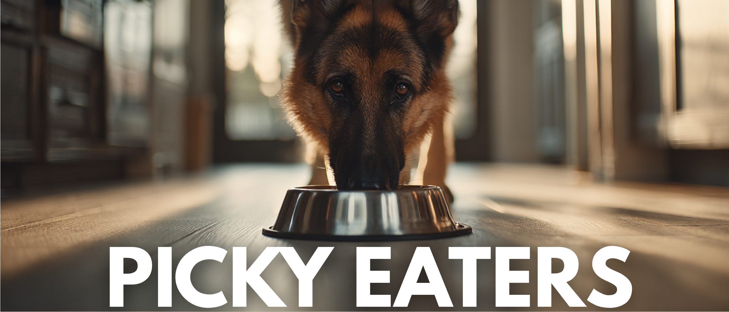 The Best Protein Options for Picky Dogs & Picky Cats – timberwolfpet